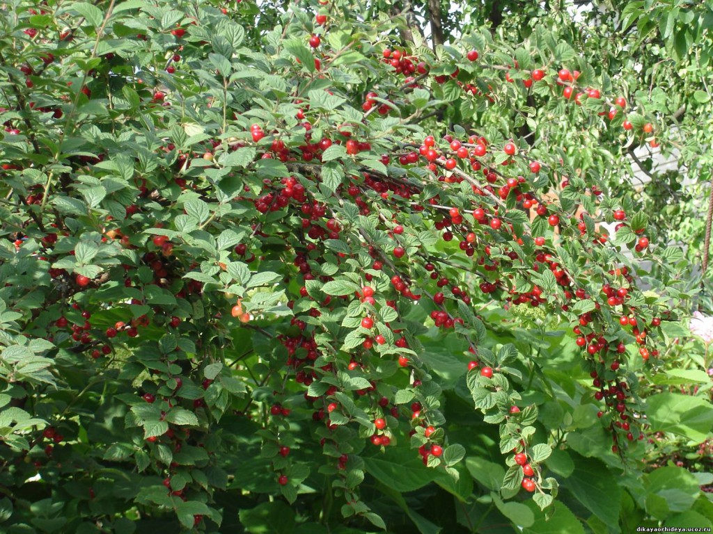 Felt cherry: planting and propagation, the cultivation and care. The ...